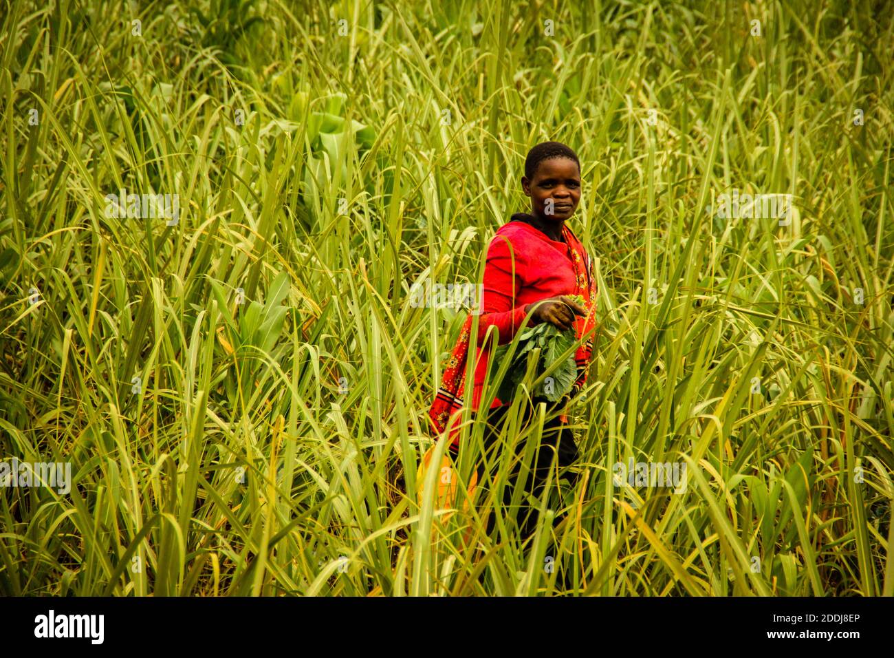 African woman in sugar cane field Stock Photo - Alamy