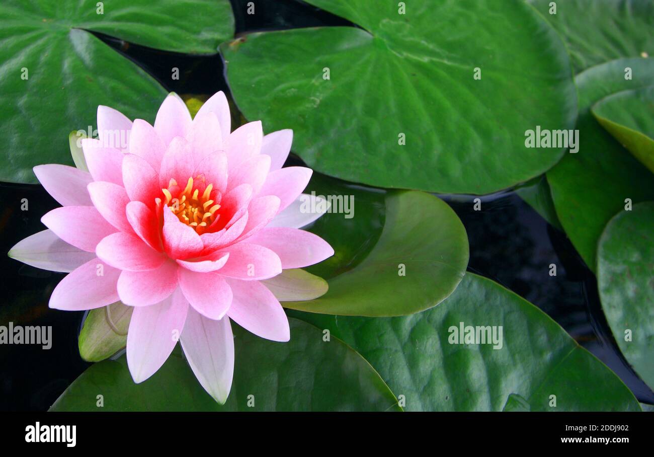 Delicate example hi-res stock photography and images - Alamy
