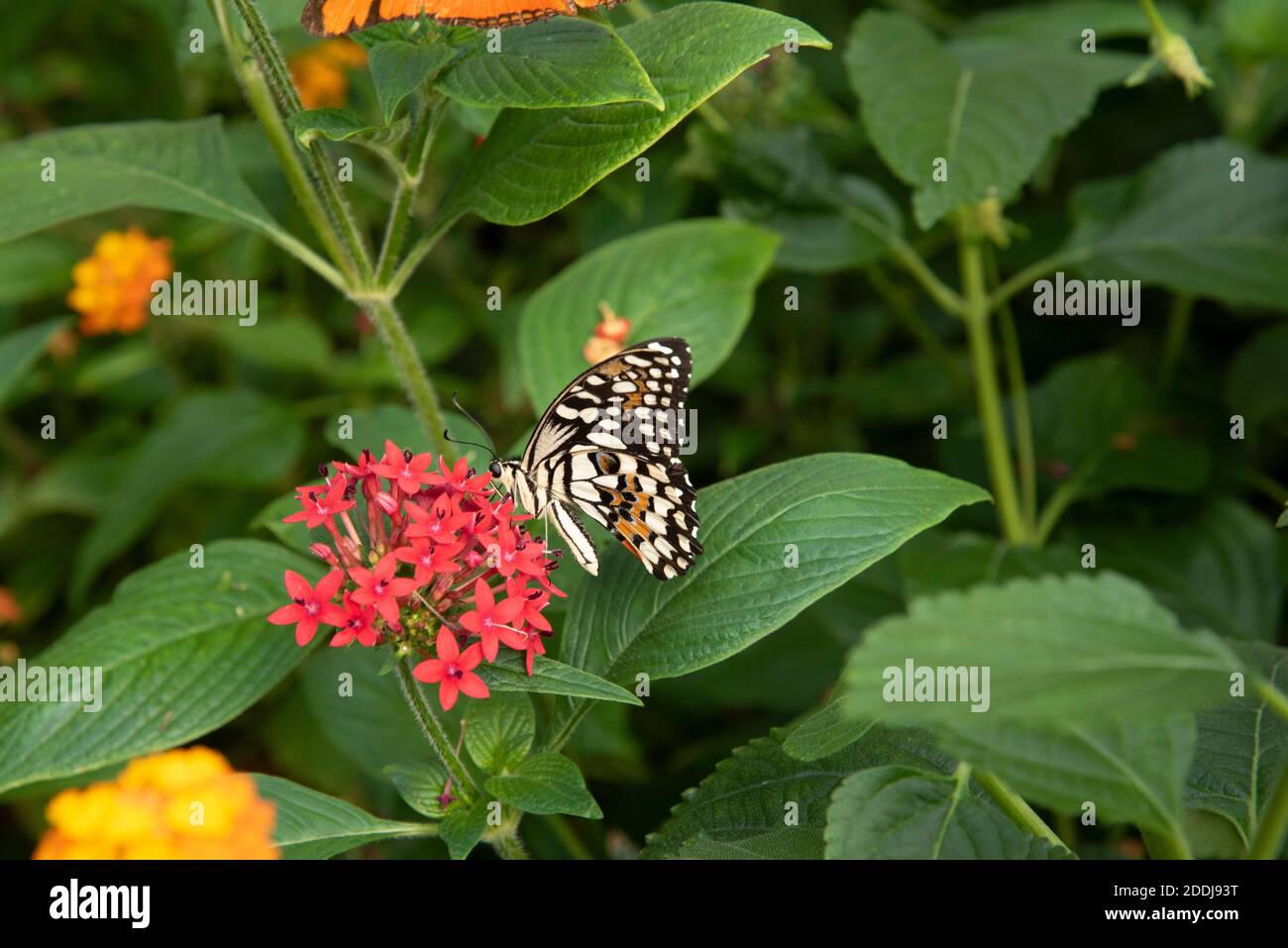 Lepidopterarium hi-res stock photography and images - Alamy