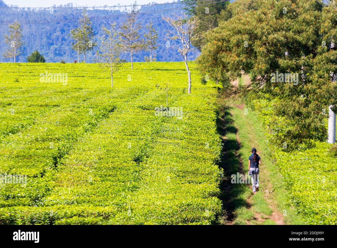 Extensive tea plantation in Pangalengan, Bandung, Indonesia Stock Photo ...