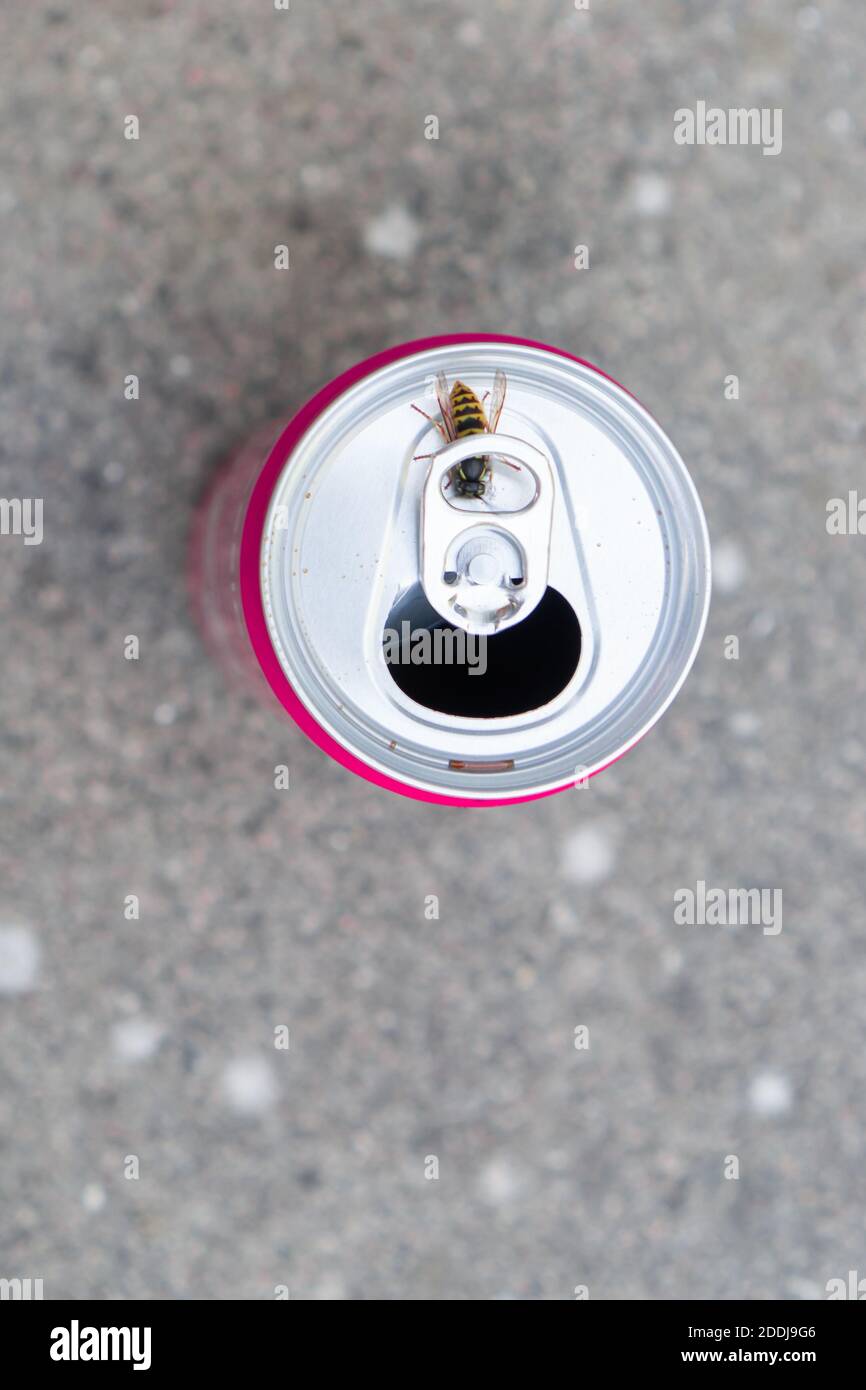 A vertical shot of a wasp on an open soda can Stock Photo - Alamy