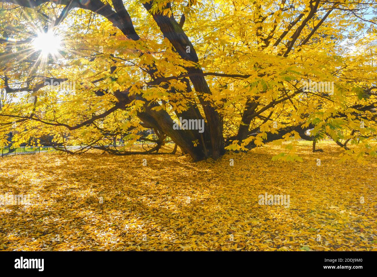 Giant Caucasian wingnut tree (Pterocarya fraxinifolia), the oldest tree ...