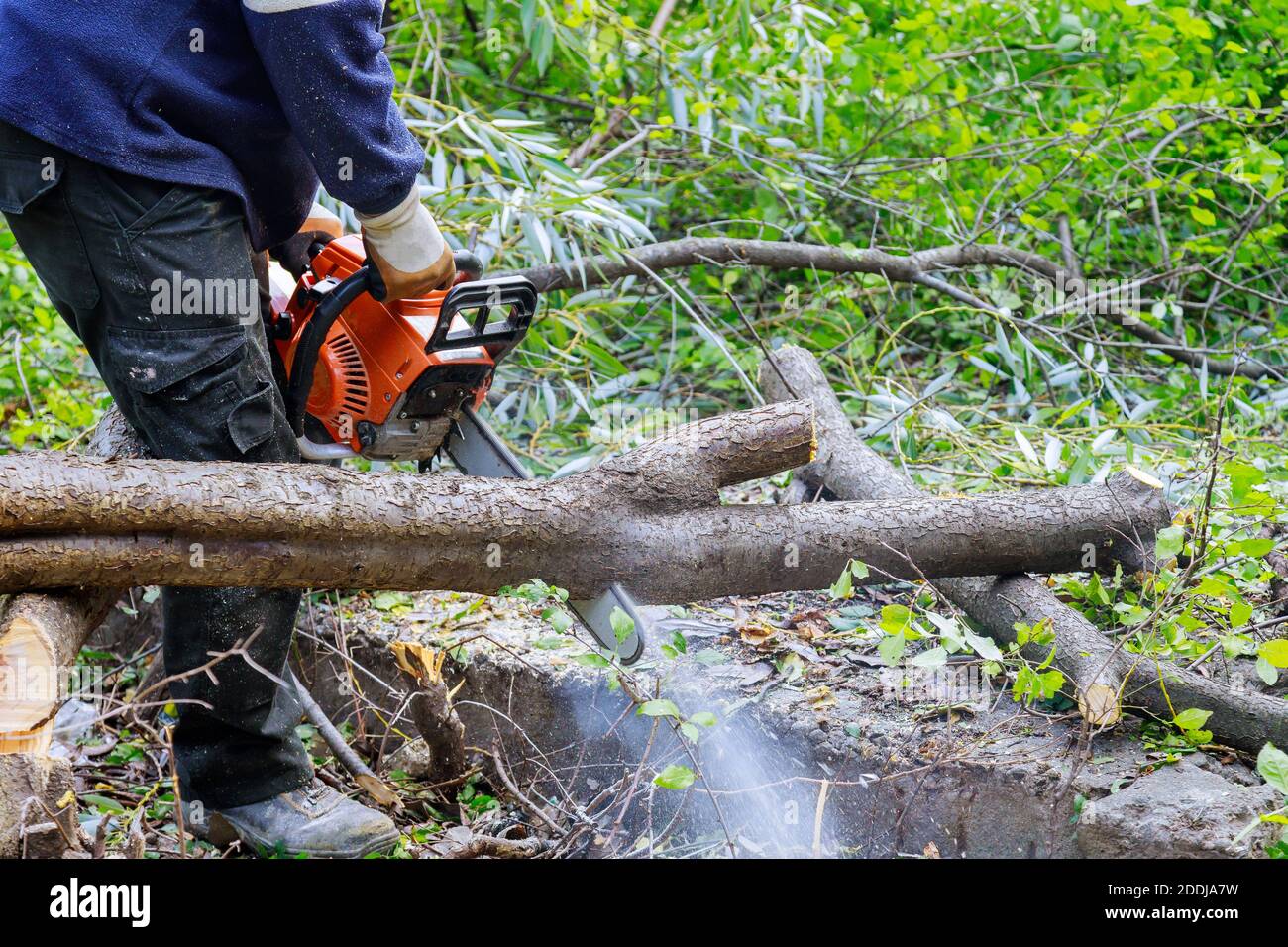 Professional city utilities cutting a big tree in the city after a ...
