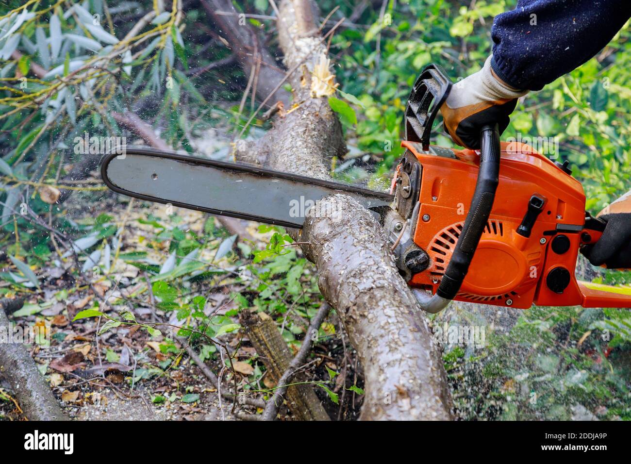 Chainsaw blade cutting falling tree after hard hurricane storm Stock ...
