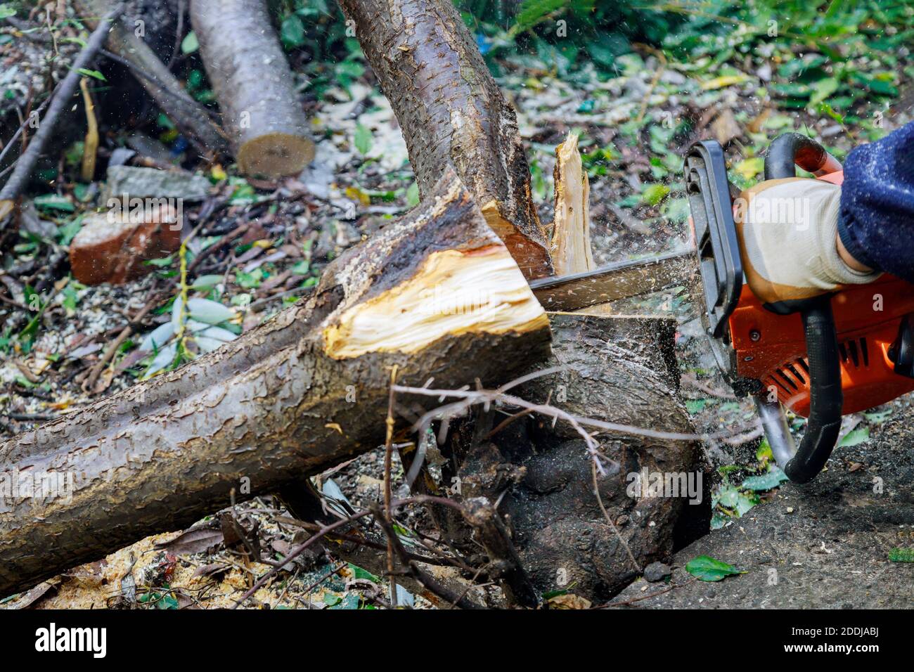 A tree falling in broken the tree after a hurricane cut with a chainsaw ...