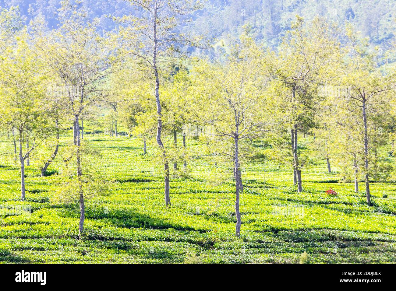 Extensive tea plantation in Pangalengan, Bandung, Indonesia Stock Photo ...