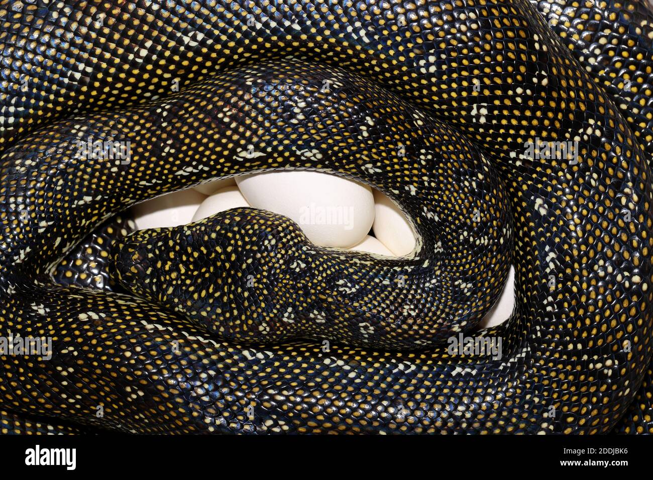 Diamond Python incubating her egg clutch Stock Photo - Alamy