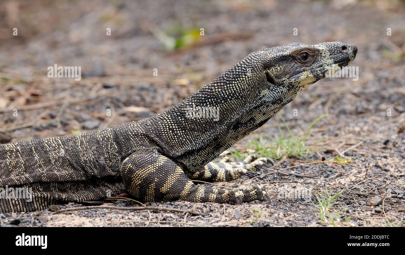 Close up photograph of a Lace Monitor Stock Photo - Alamy