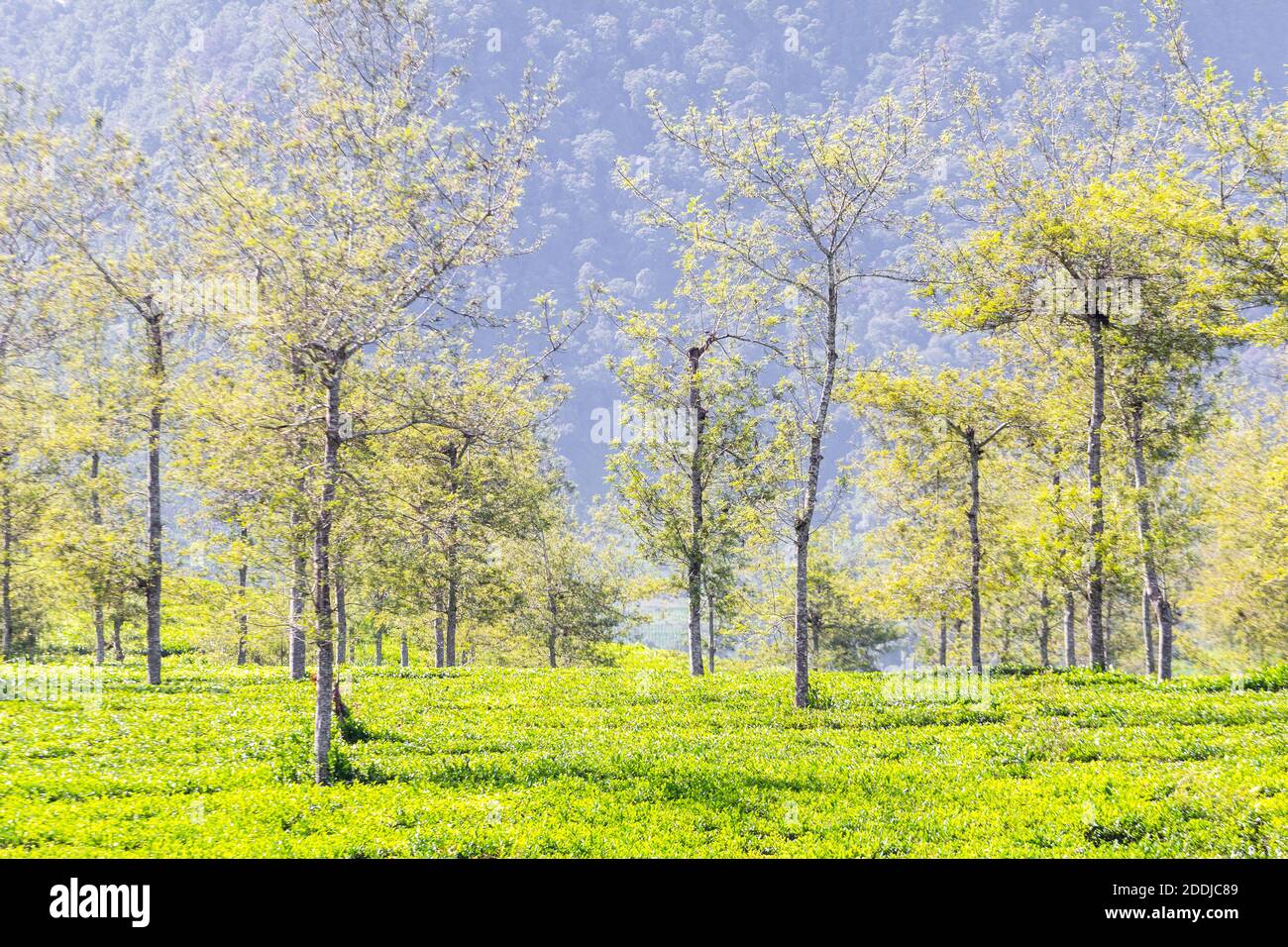 Extensive tea plantation in Pangalengan, Bandung, Indonesia Stock Photo ...