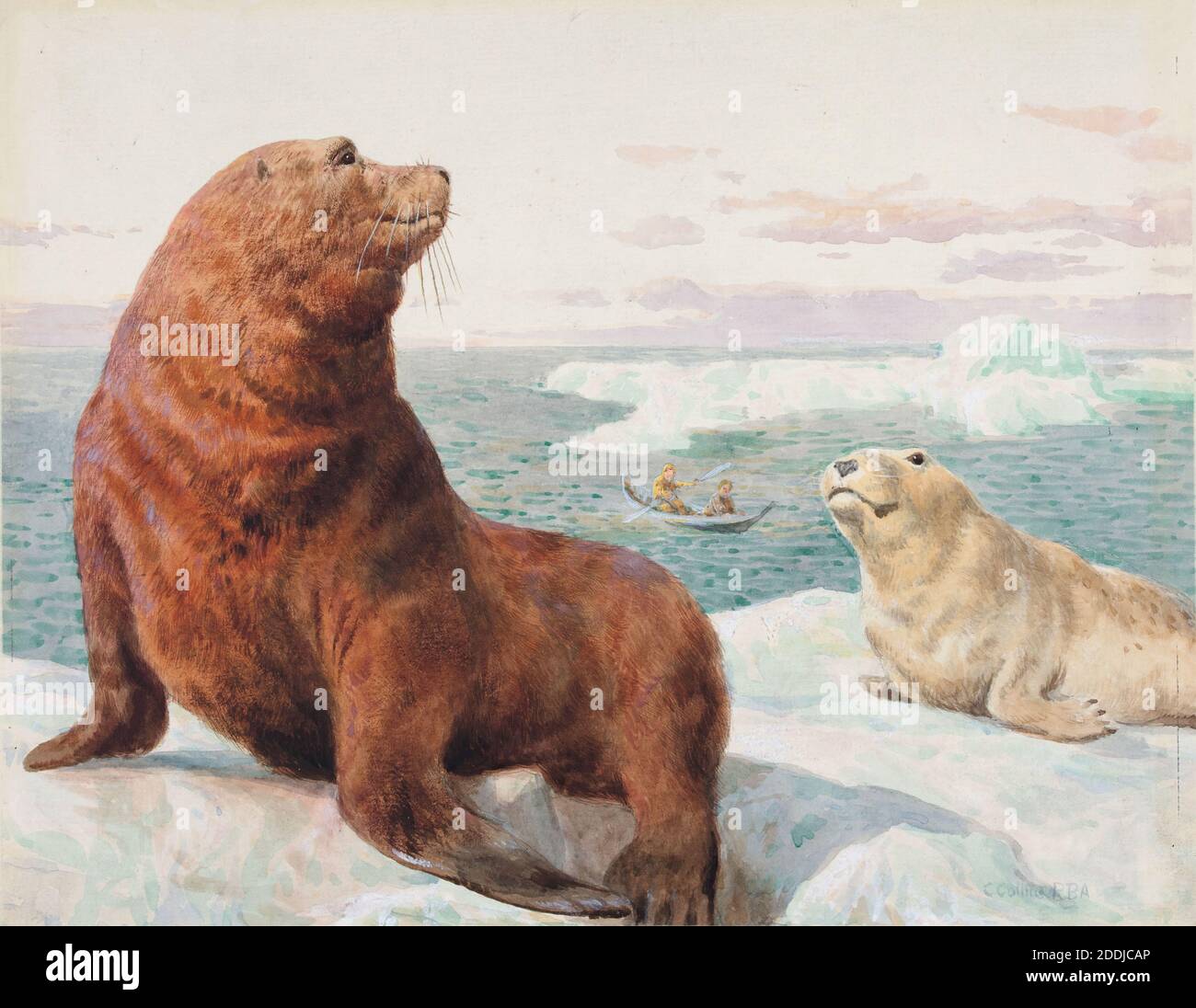 C collins rba hi-res stock photography and images - Alamy