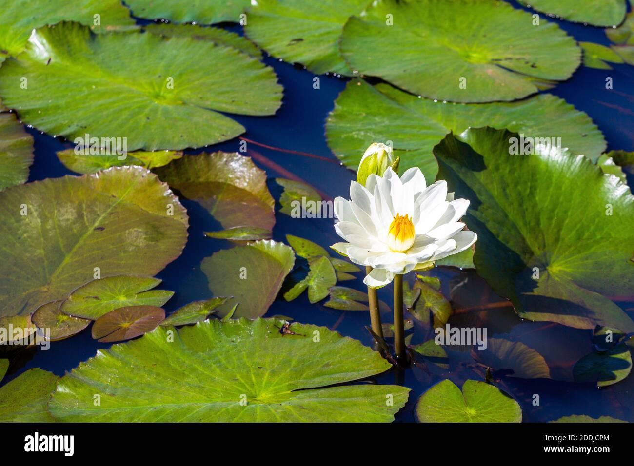 White lotus living hi-res stock photography and images - Alamy