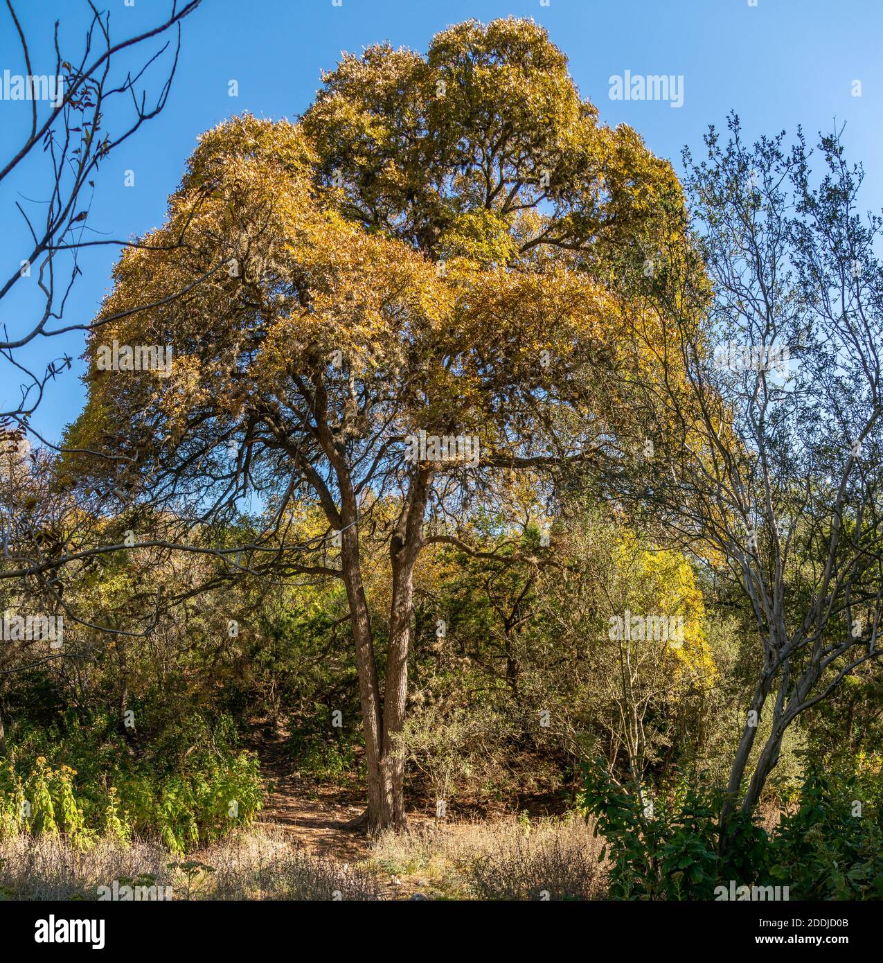 View of Large Tall Tree Changing Colors in the Texas Fall Season Stock ...