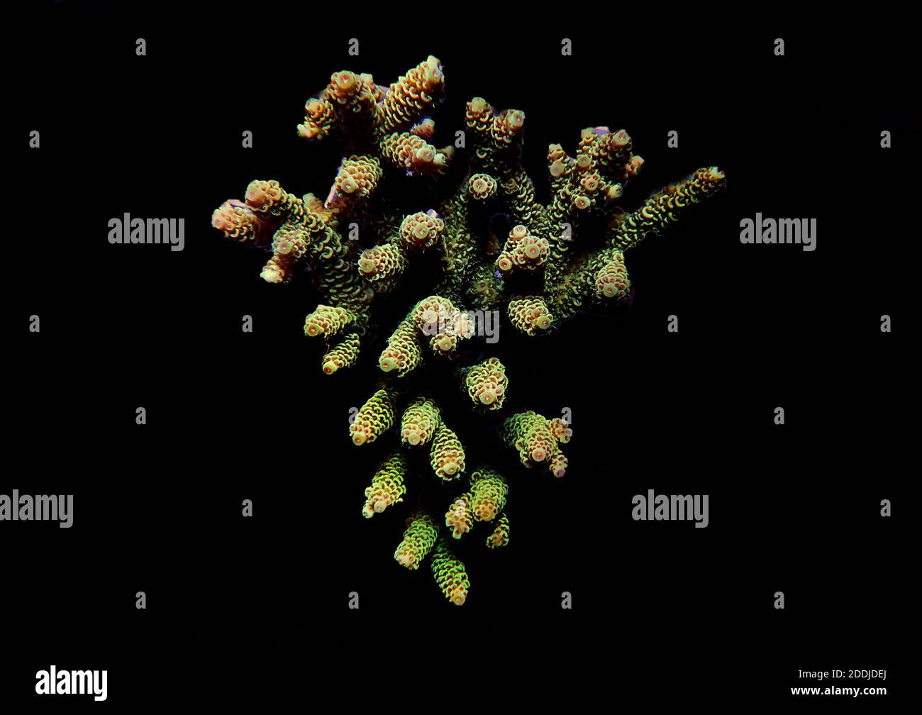 Isolated image of Acropora coral. Acropora is a genus of small polyp ...