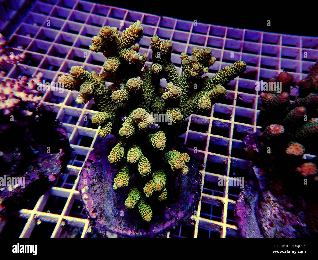 Isolated image of Acropora coral. Acropora is a genus of small polyp ...