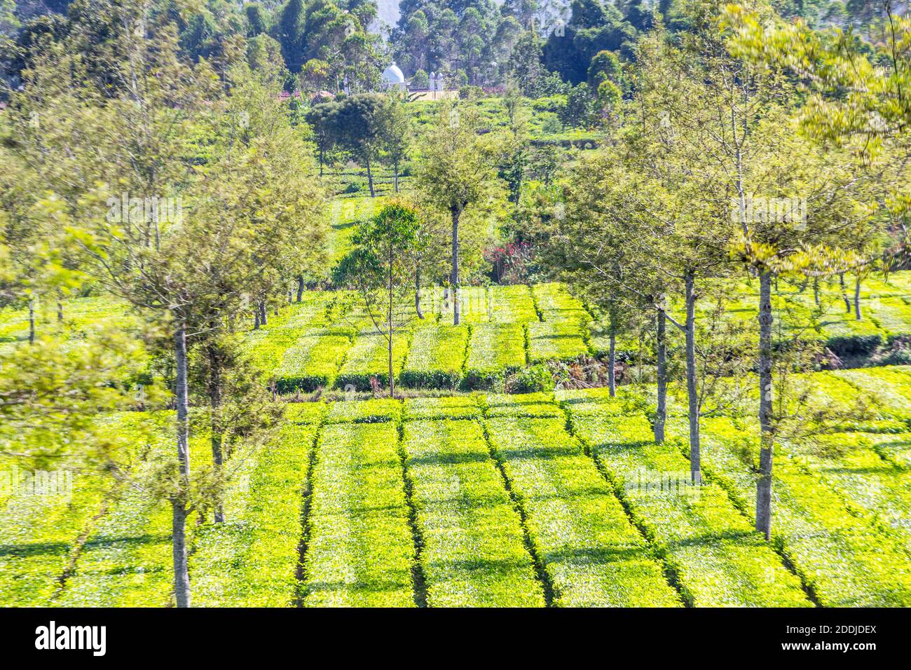 Extensive tea plantation in Pangalengan, Bandung, Indonesia Stock Photo ...