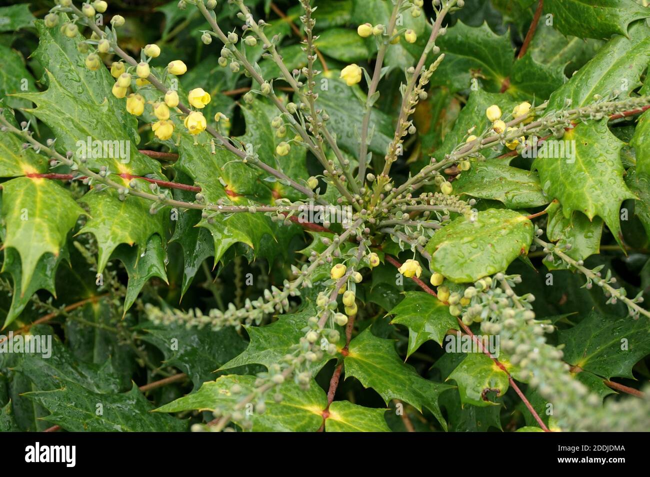 Yellow flowers on Japanese mahonia. Autumn in an English Garden Stock ...