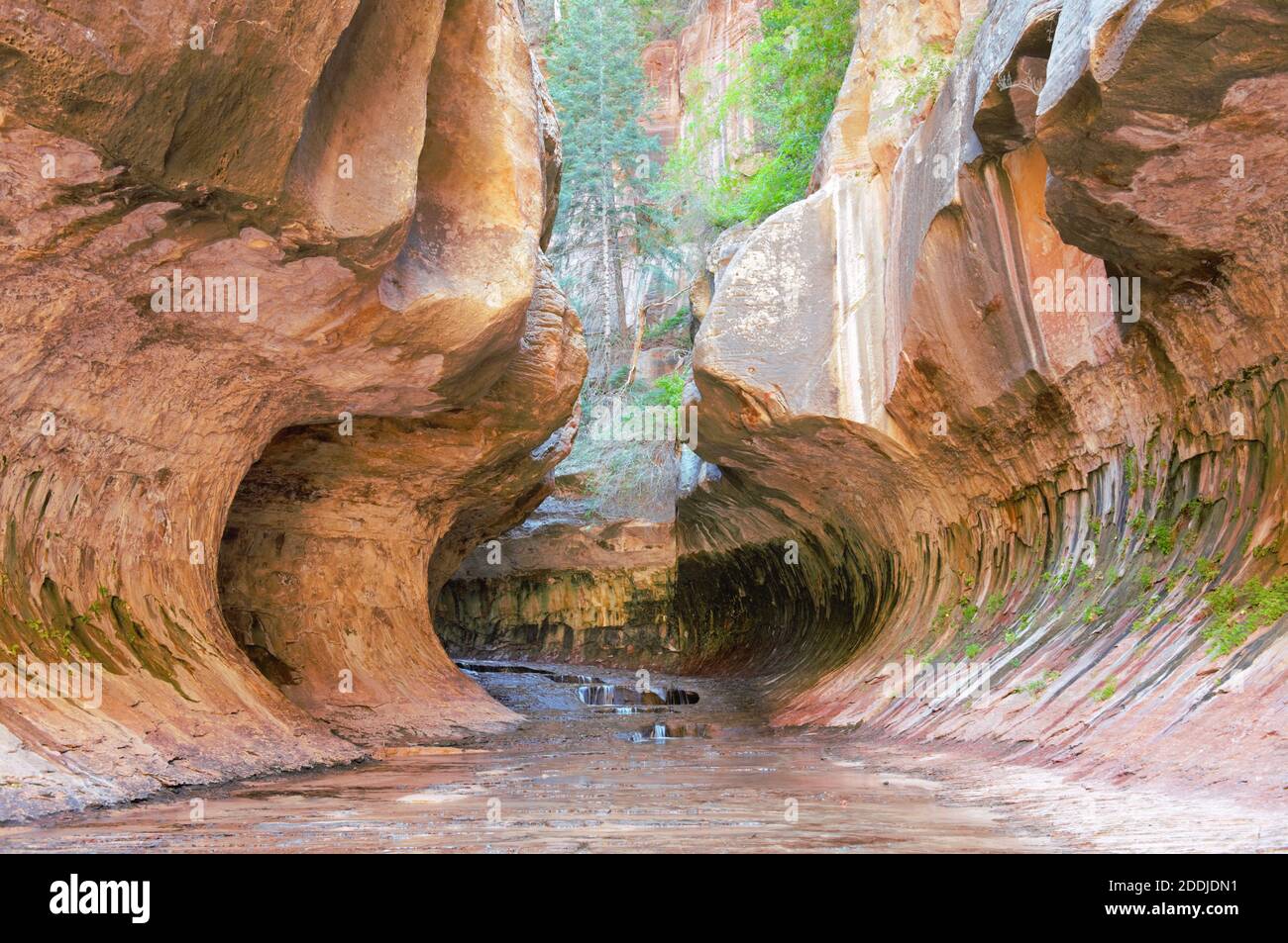 Subway trail in Zion National Park Stock Photo - Alamy