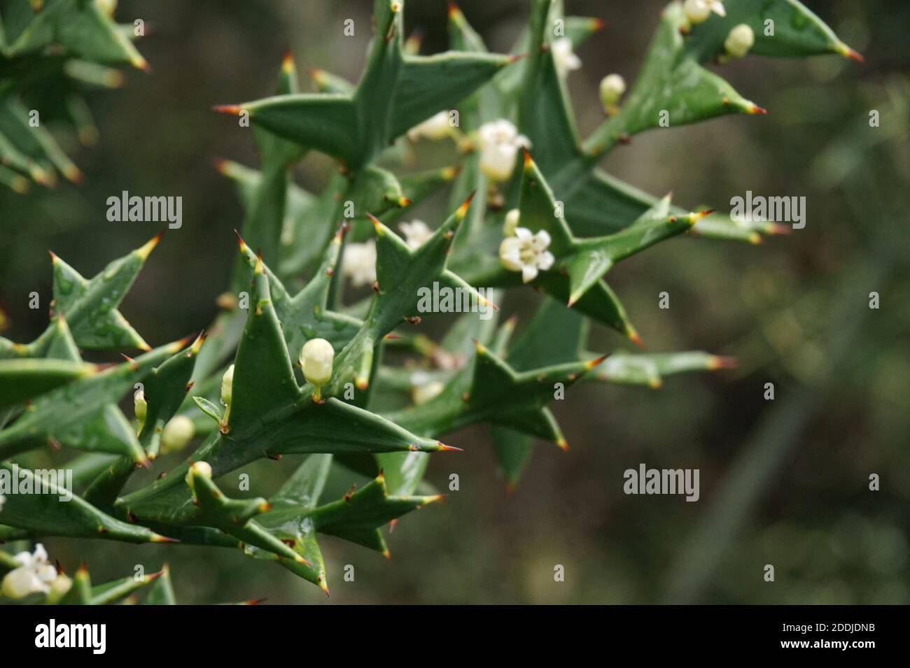 Anchor plant, Colletia paradoxa, Autumn in an English Garden Stock ...