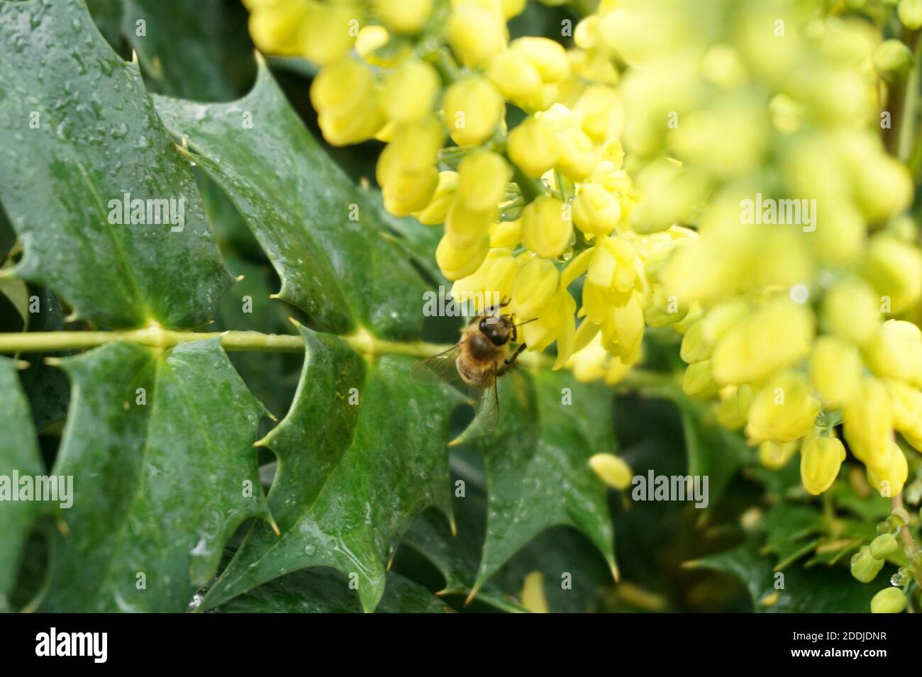 Yellow flowers on Japanese mahonia. Autumn in an English Garden Stock ...