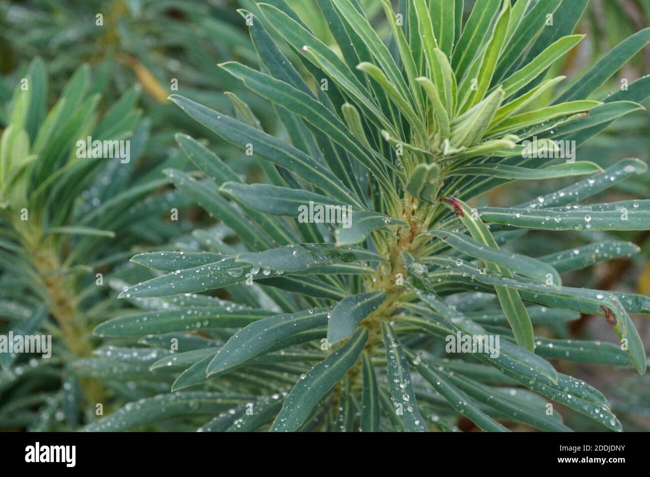 A flowering Yucca 'Vittorio Emanuele II'. Autumn in an English Garden ...