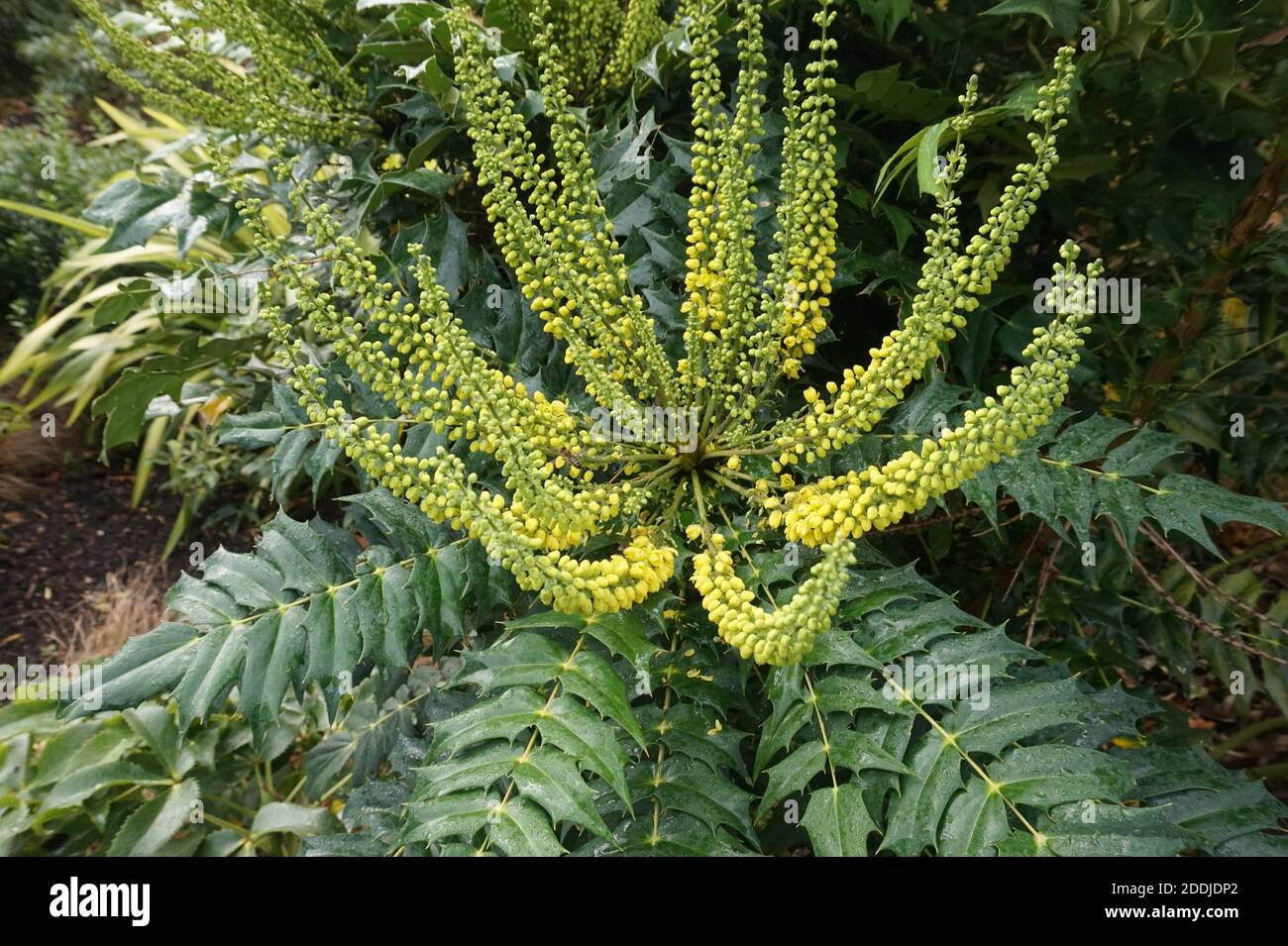 Yellow flowers on Japanese mahonia. Autumn in an English Garden Stock ...