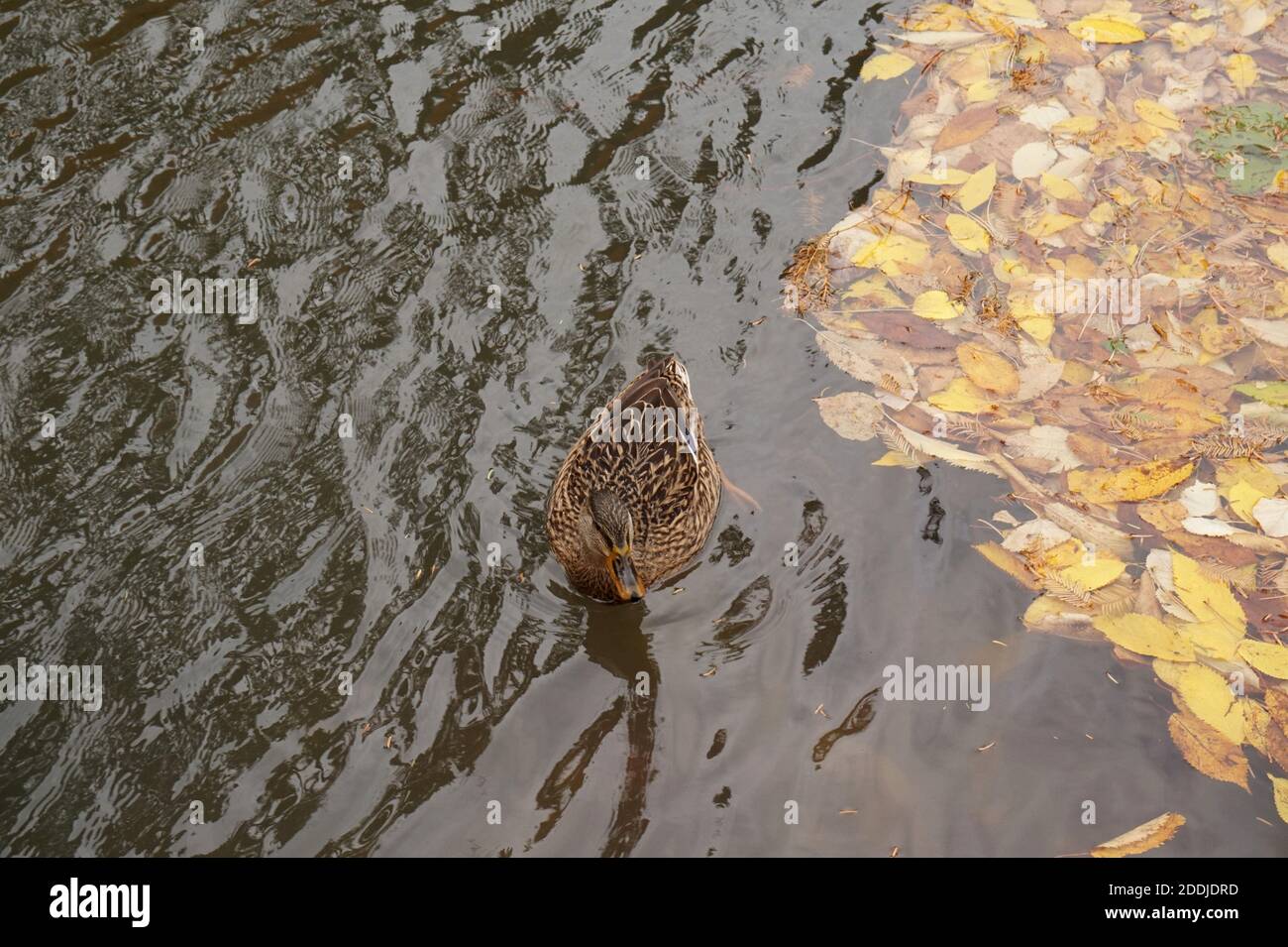 A female mallard duck in a pond during Autumn in an English Garden ...