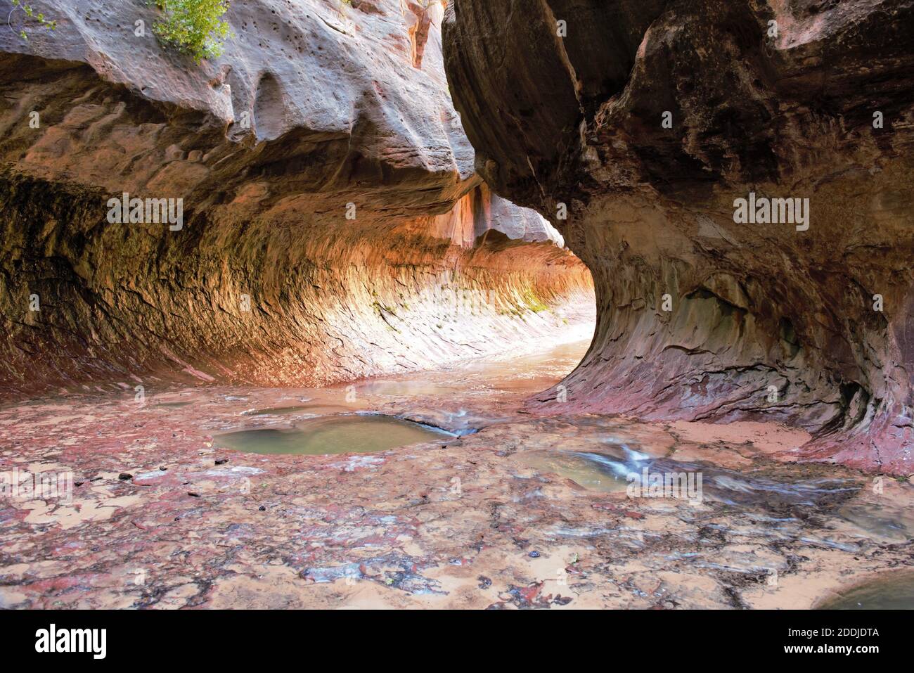 Subway trail in Zion National Park Stock Photo - Alamy