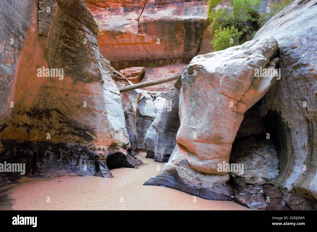 Subway trail in Zion National Park Stock Photo - Alamy