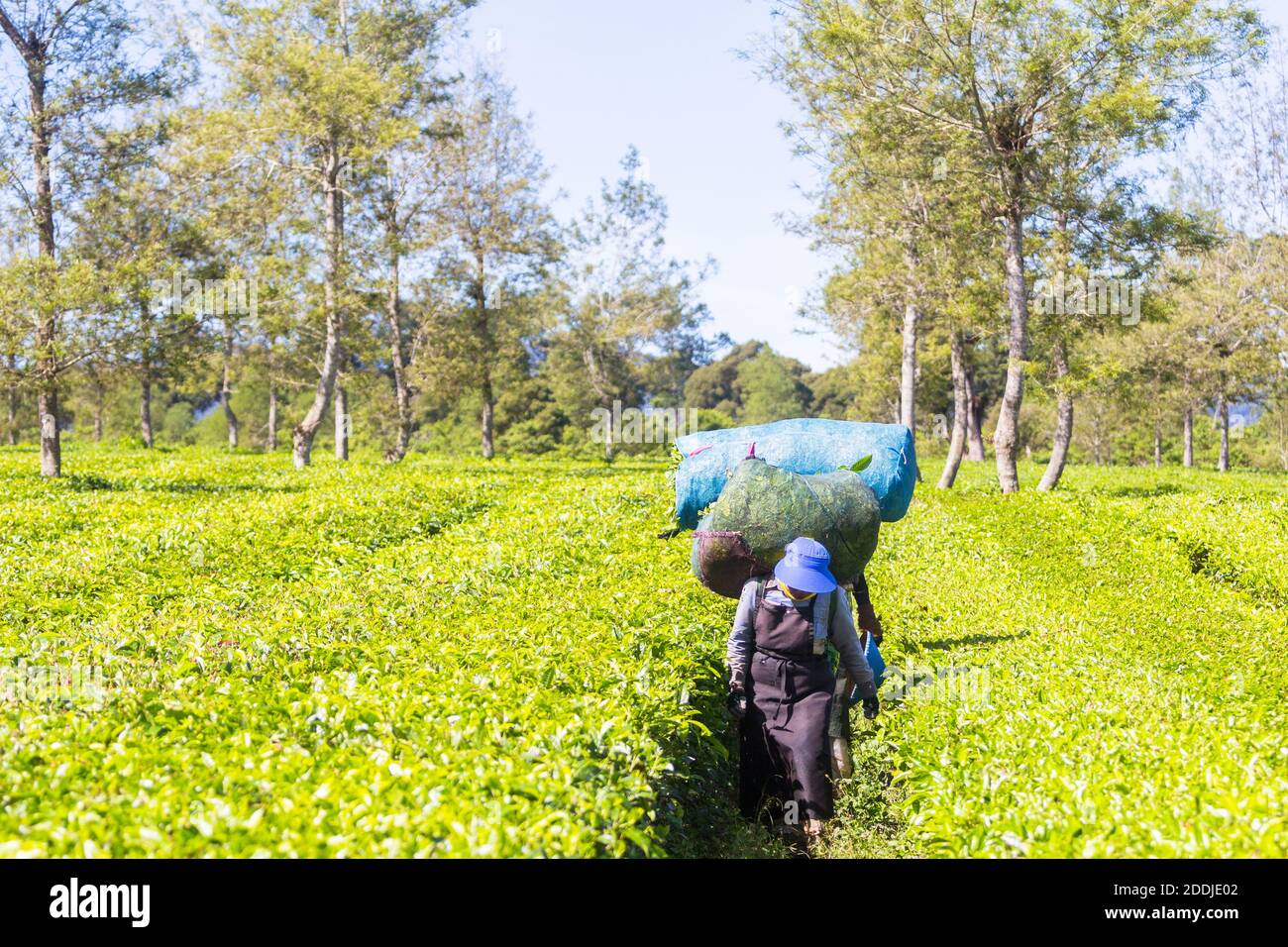 Harvesting tea in Bandung, Indonesia Stock Photo - Alamy