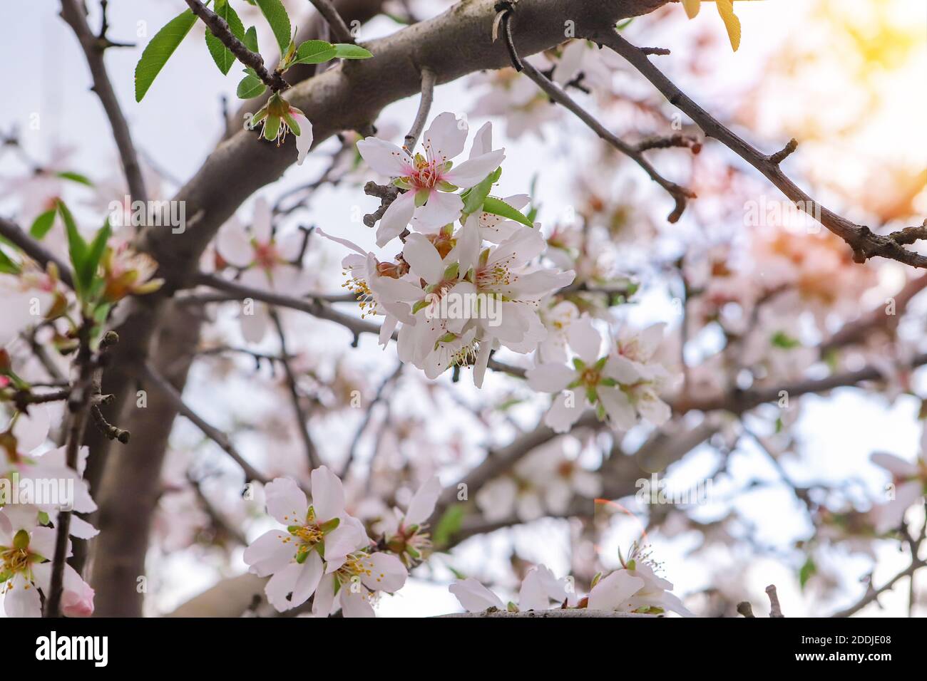 Branches of the almond tree. Blossoming almond tree Stock Photo - Alamy
