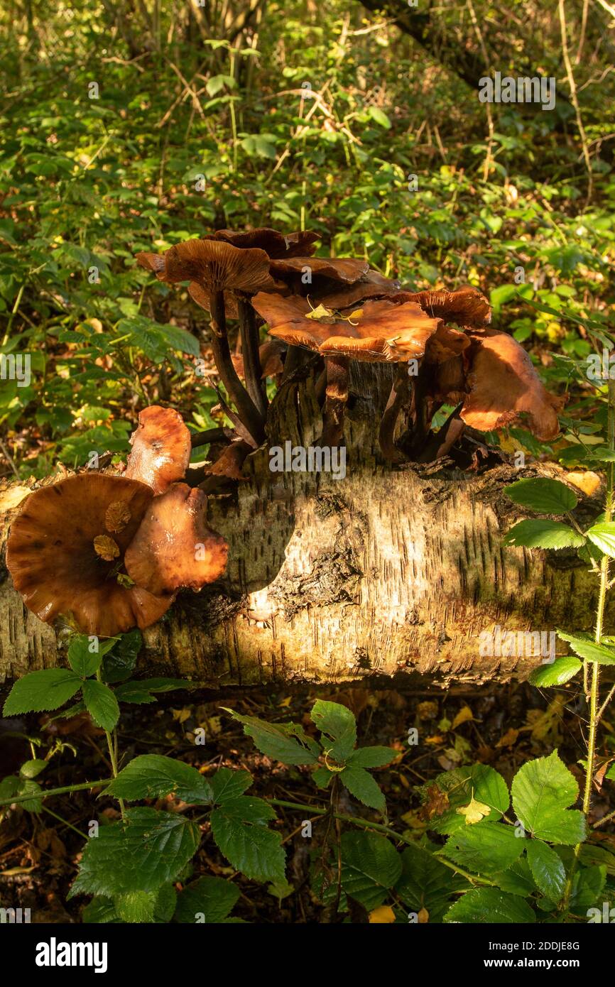 Fungi erupting out of a fallen Birch tree trunk, synonym for death ...