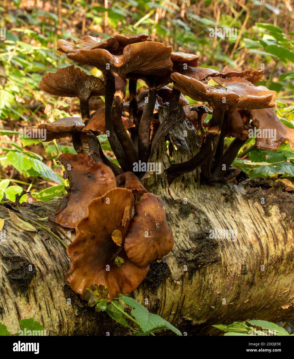 Fungi erupting out of a fallen Birch tree trunk, synonym for death ...