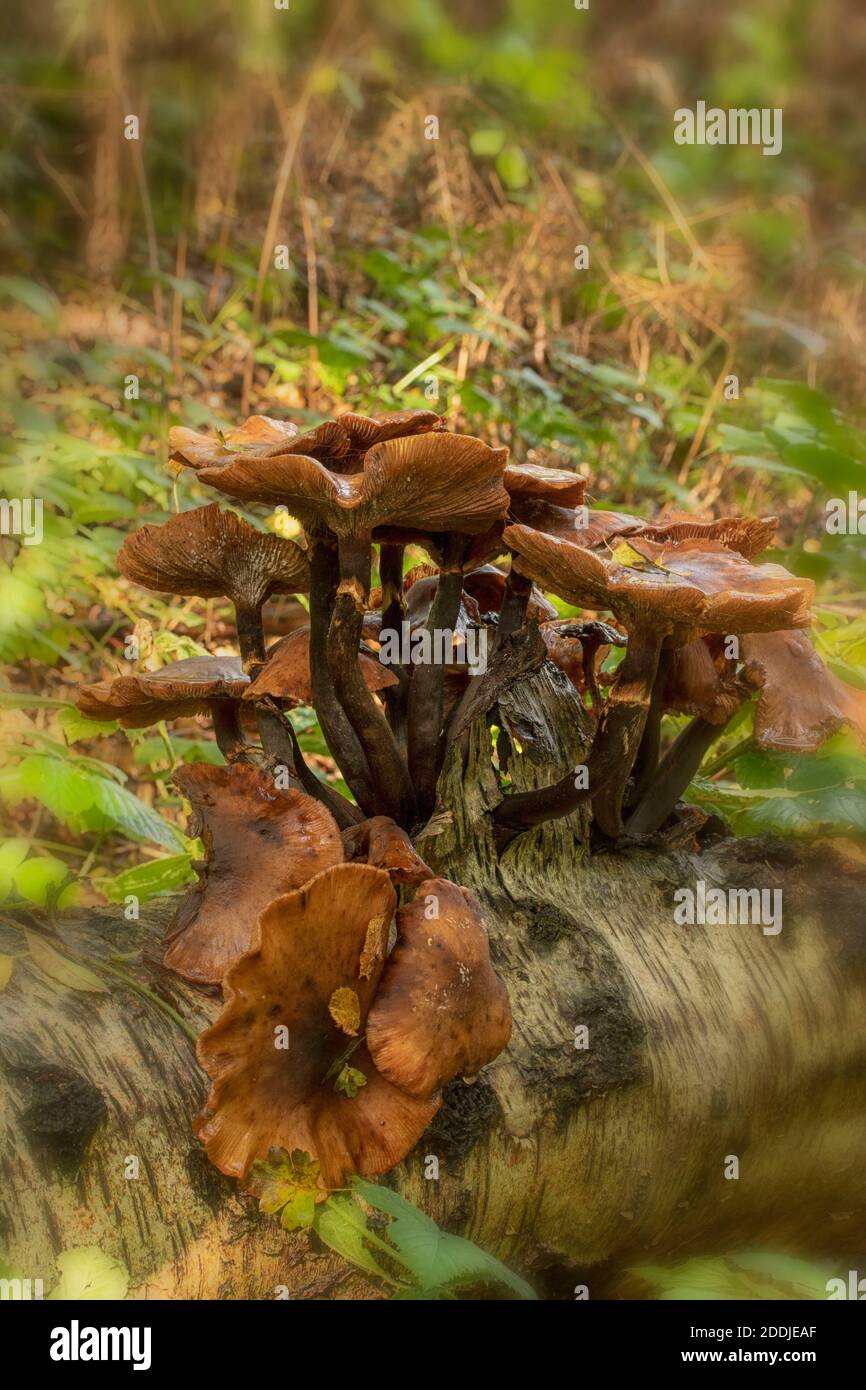 Fungi erupting out of a fallen Birch tree trunk, synonym for death ...