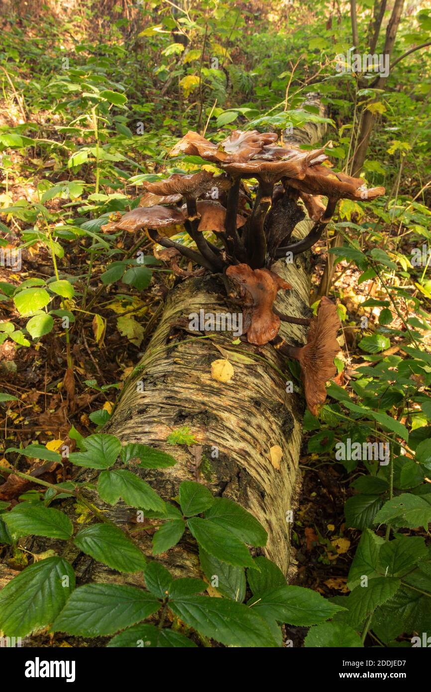 Fungi erupting out of a fallen Birch tree trunk, synonym for death ...