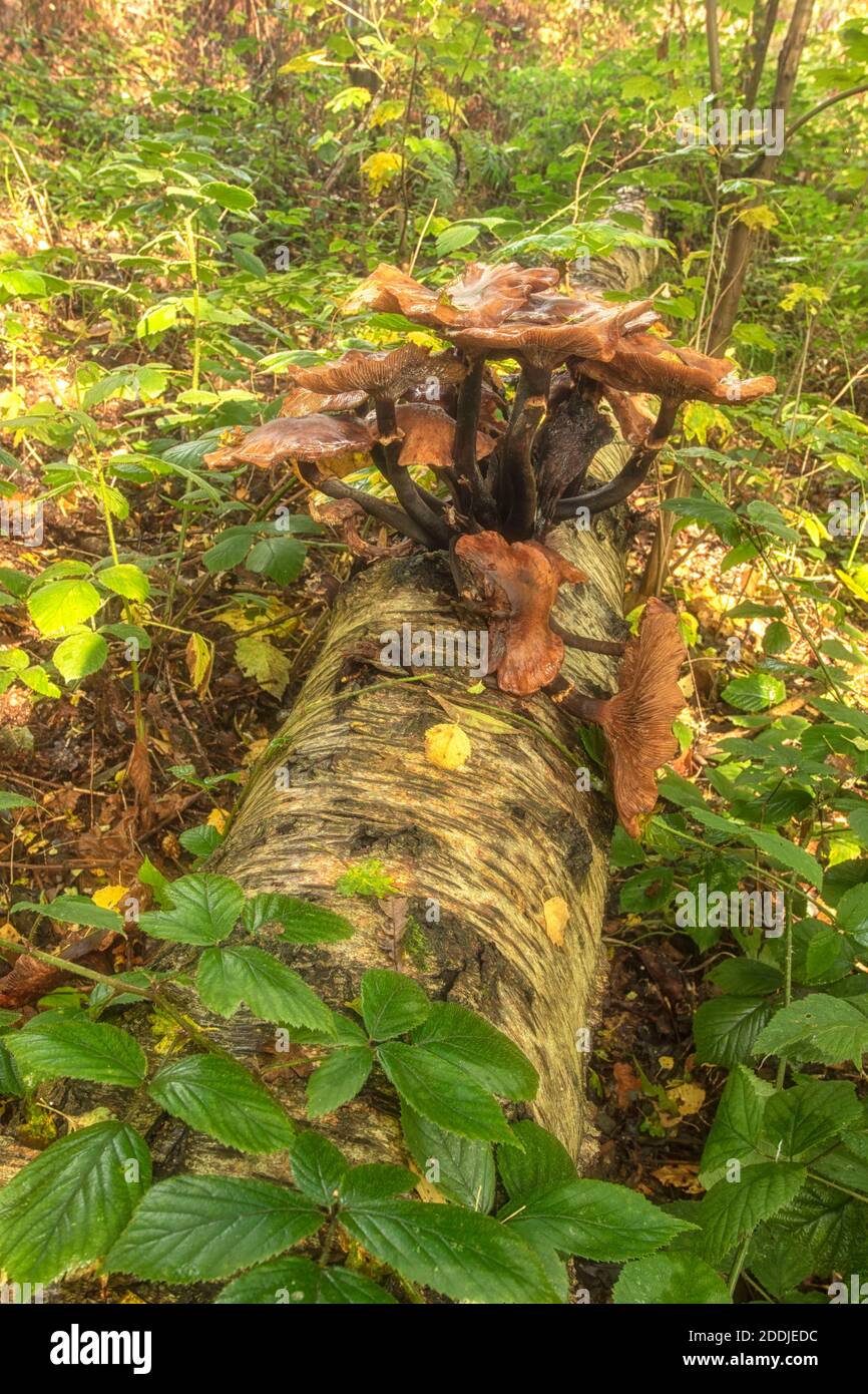 Fungi erupting out of a fallen Birch tree trunk, synonym for death ...