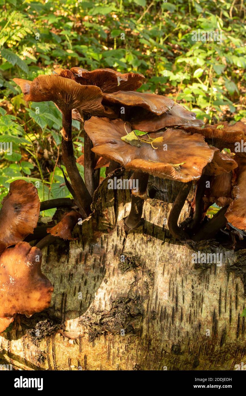 Fungi erupting out of a fallen Birch tree trunk, synonym for death ...