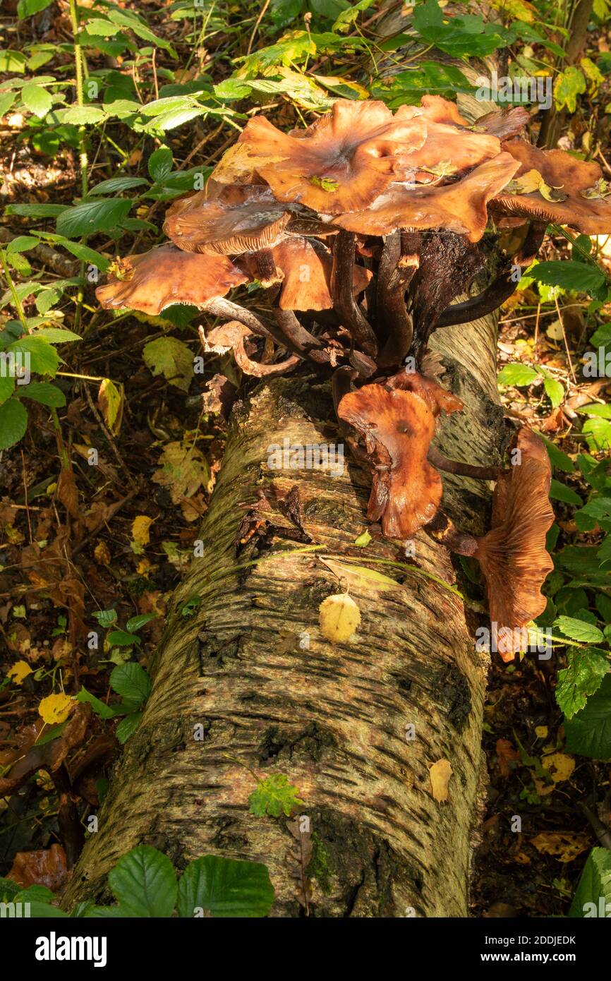 Fungi erupting out of a fallen Birch tree trunk, synonym for death ...