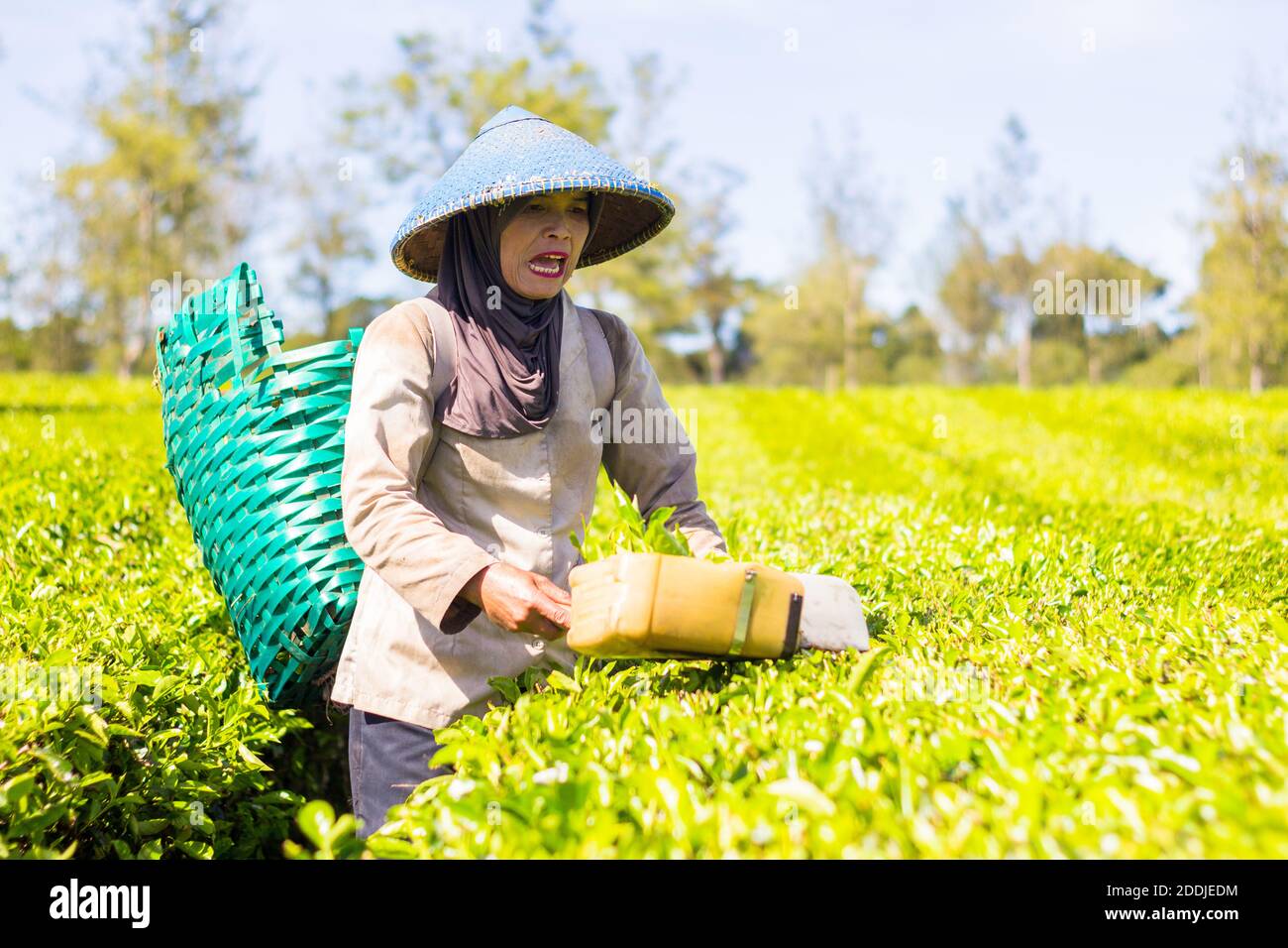 Harvesting tea in Bandung, Indonesia Stock Photo - Alamy