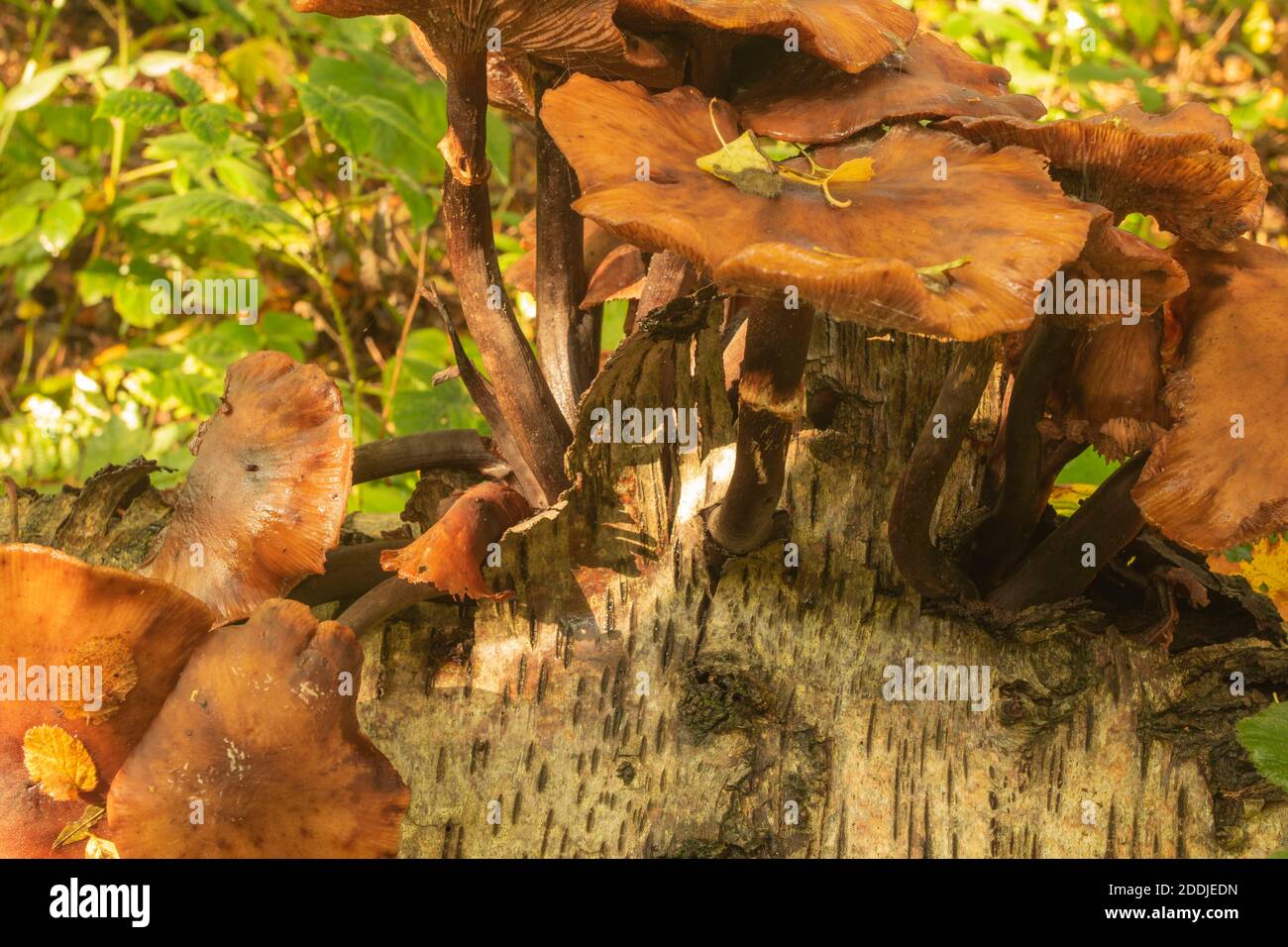 Fungi erupting out of a fallen Birch tree trunk, synonym for death ...