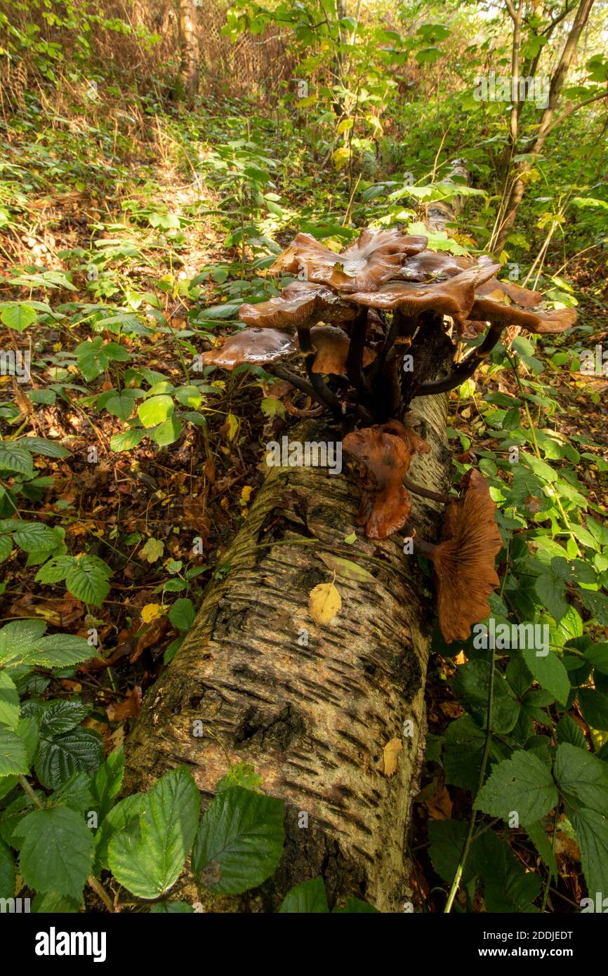 Fungi erupting out of a fallen Birch tree trunk, synonym for death ...