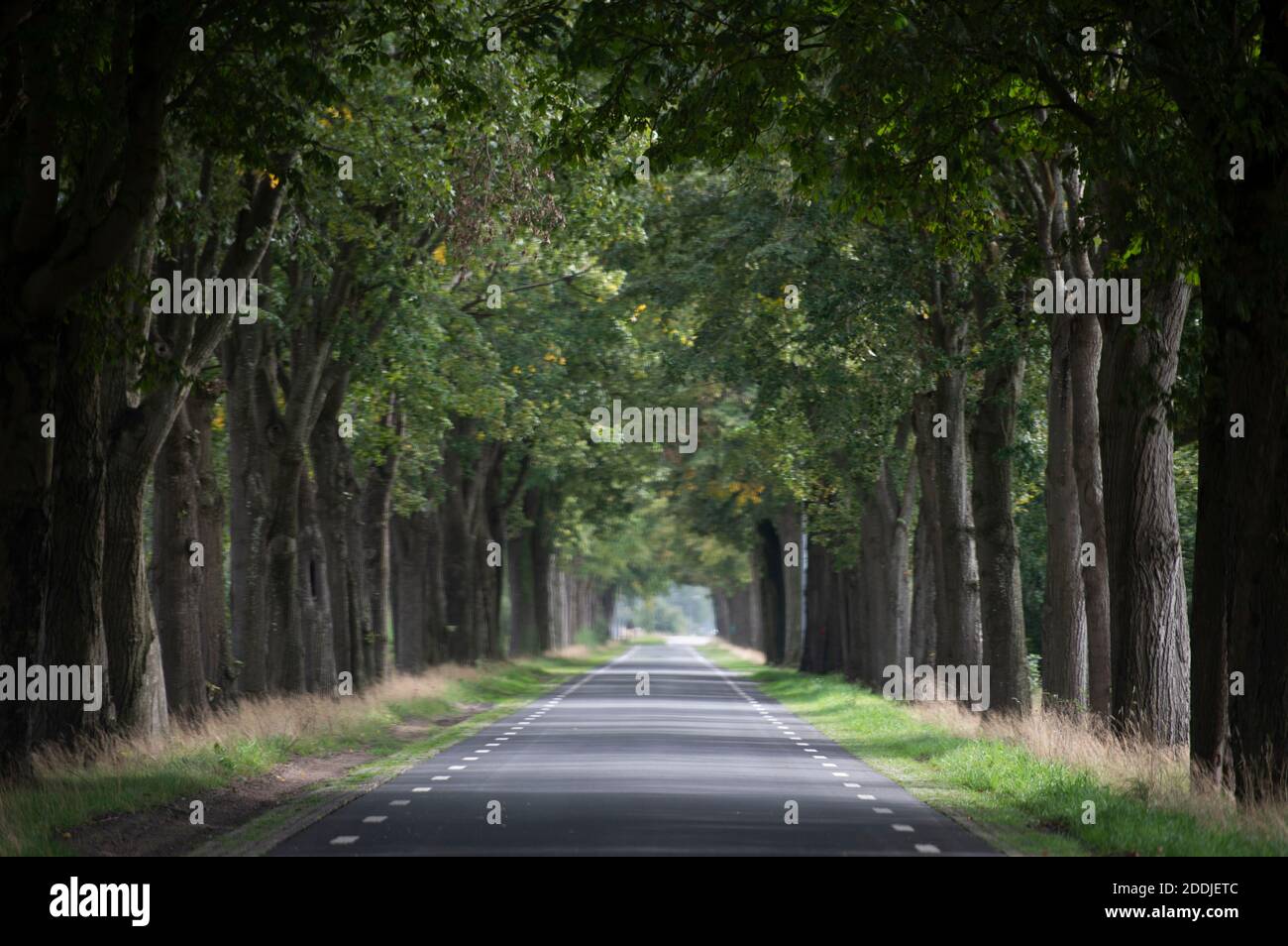 Picturesque tree lined country road Stock Photo - Alamy