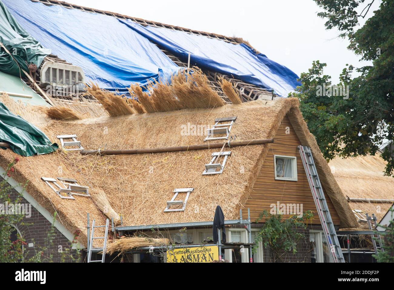 Construction of a thatched roof on farmhouse, small town in the ...