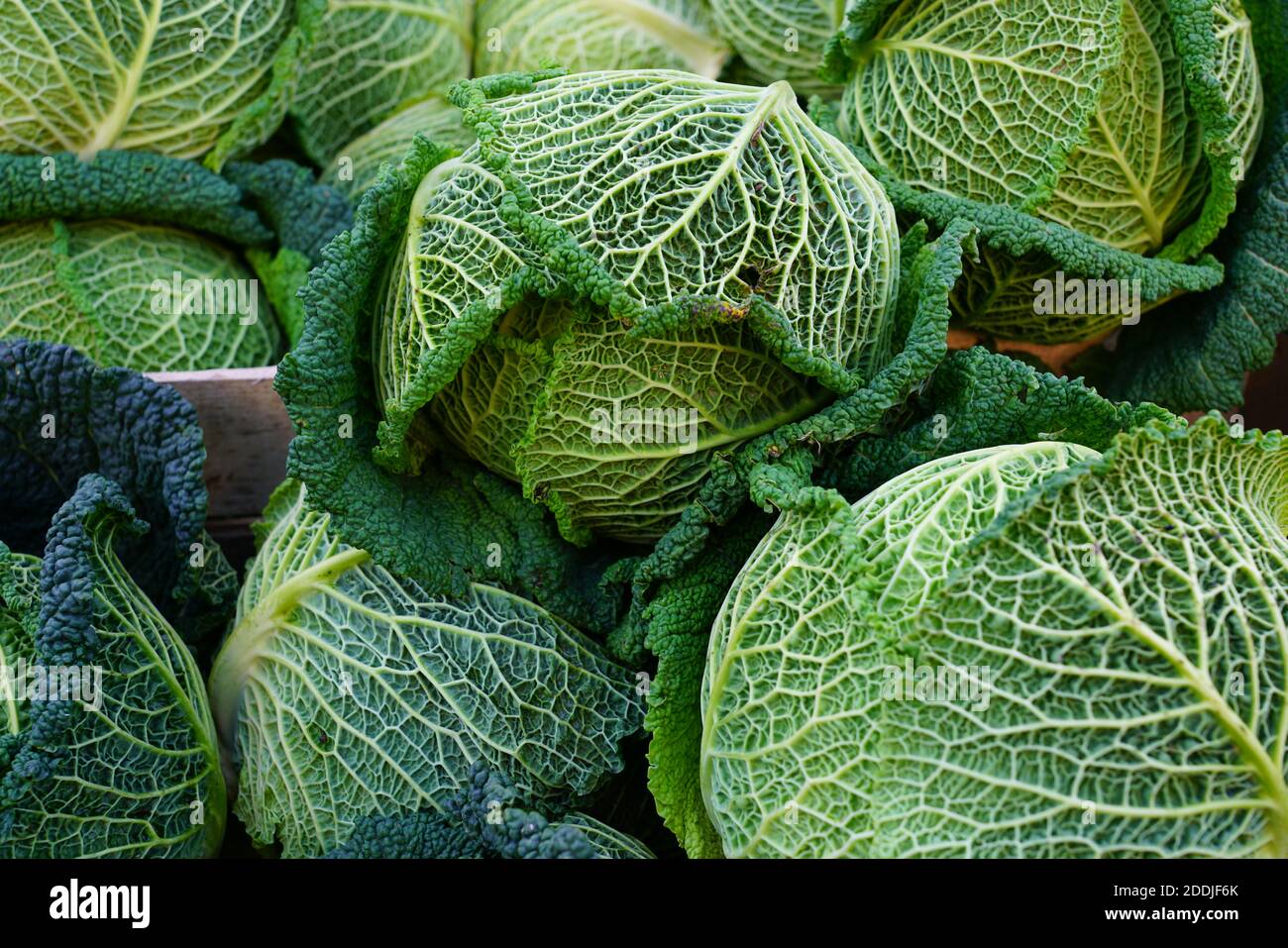 Organic green Savoy cabbage chou pomme at a French farmers market Stock ...