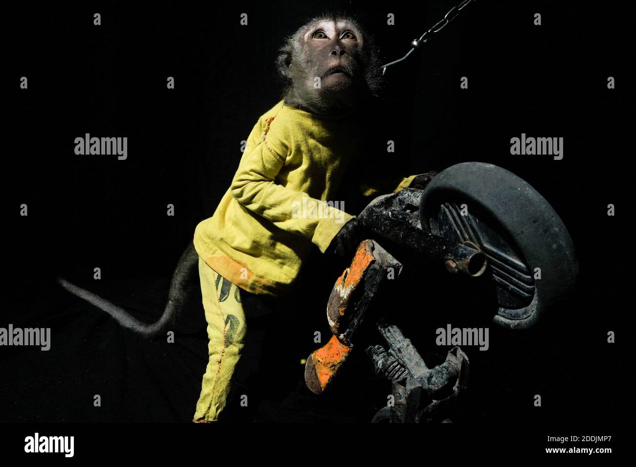 Chained monkey hi-res stock photography and images - Alamy