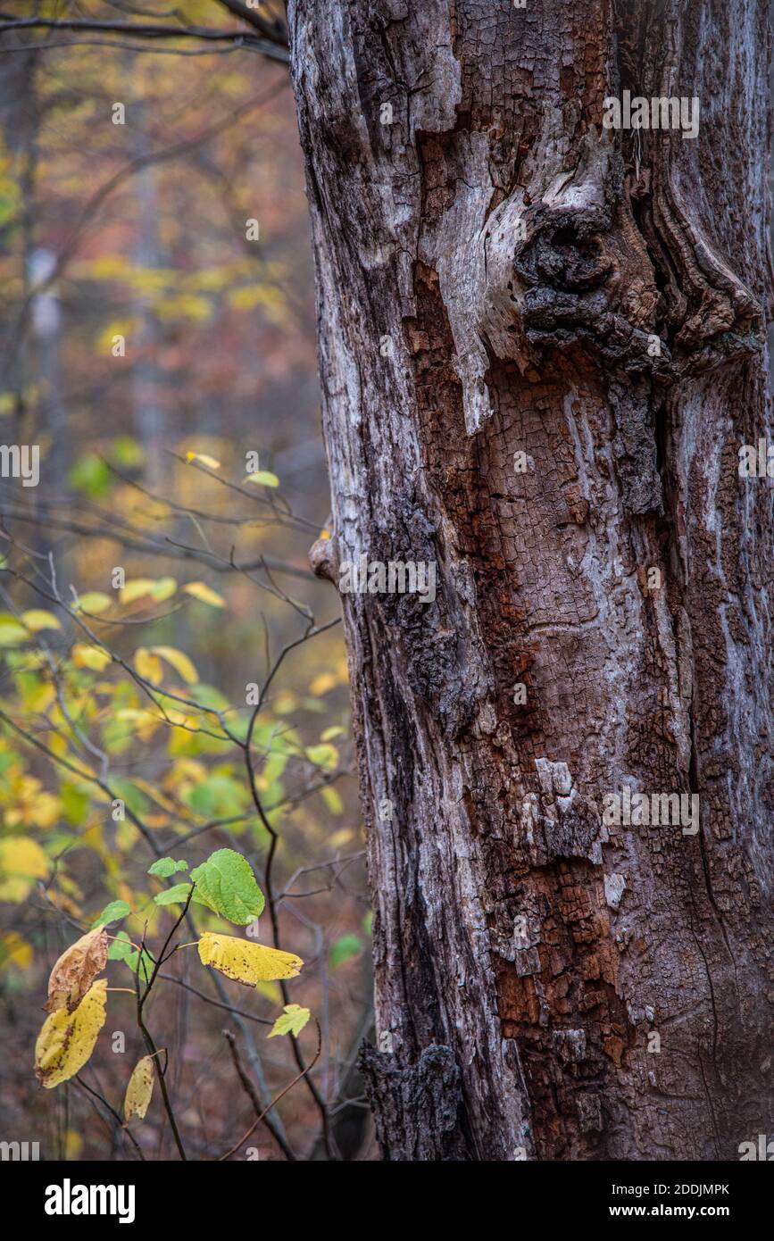 Weathered dead tree in autumn Stock Photo - Alamy