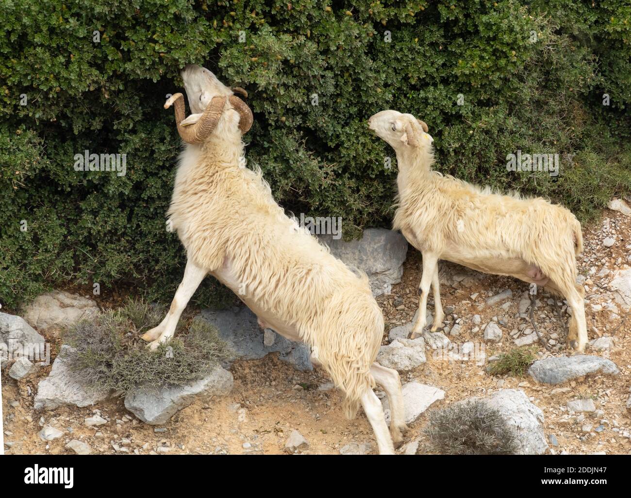 Sheep roaming crete hi-res stock photography and images - Alamy