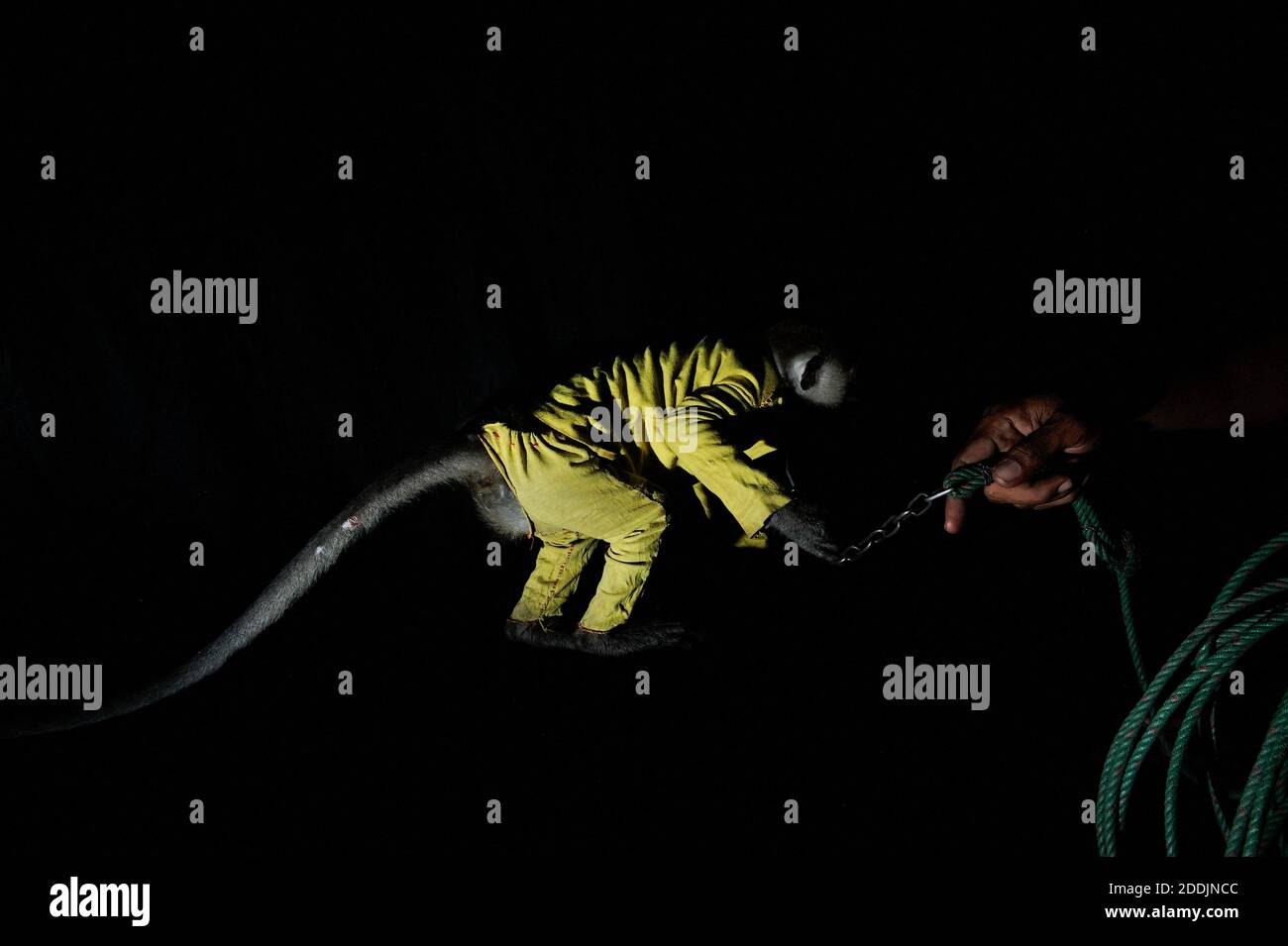 The chained monkey seen while on training before the street circus ...