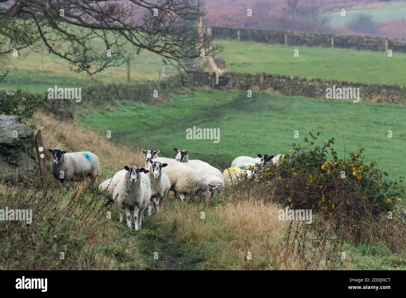 A flock of sheep in Baildon, Yorkshire, England. The sheep are marked ...