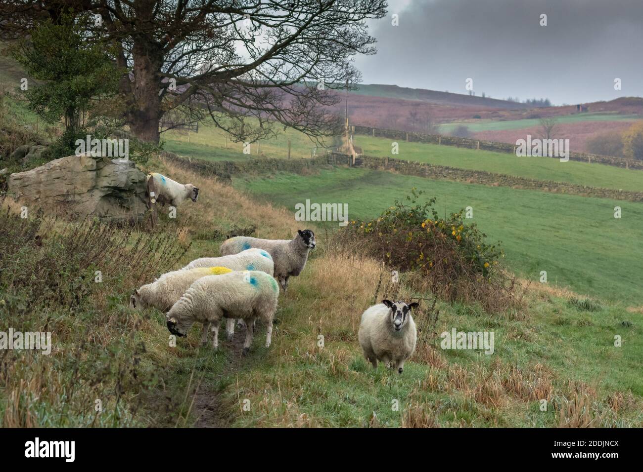 A flock of sheep in Baildon, Yorkshire, England. The sheep are marked ...