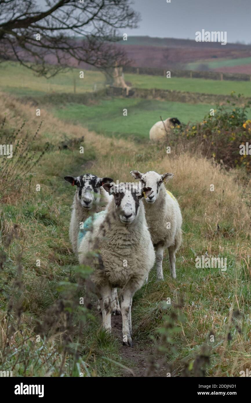 Blue smit mark on sheep hi-res stock photography and images - Alamy